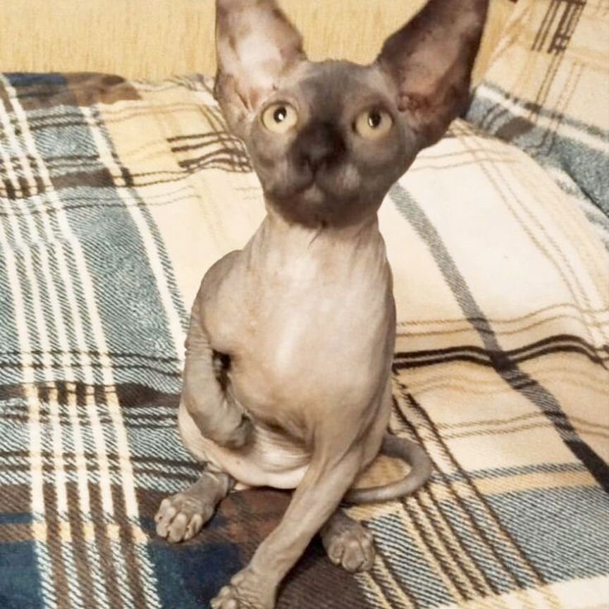 Котенок породы сфинкс