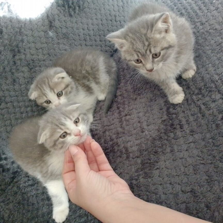 Вислоухие, британские котята