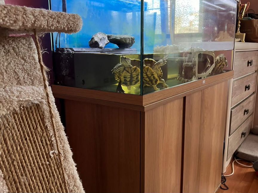 Террариум для черепахи