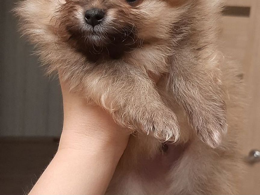 Малый немецкий шпиц,мальчик