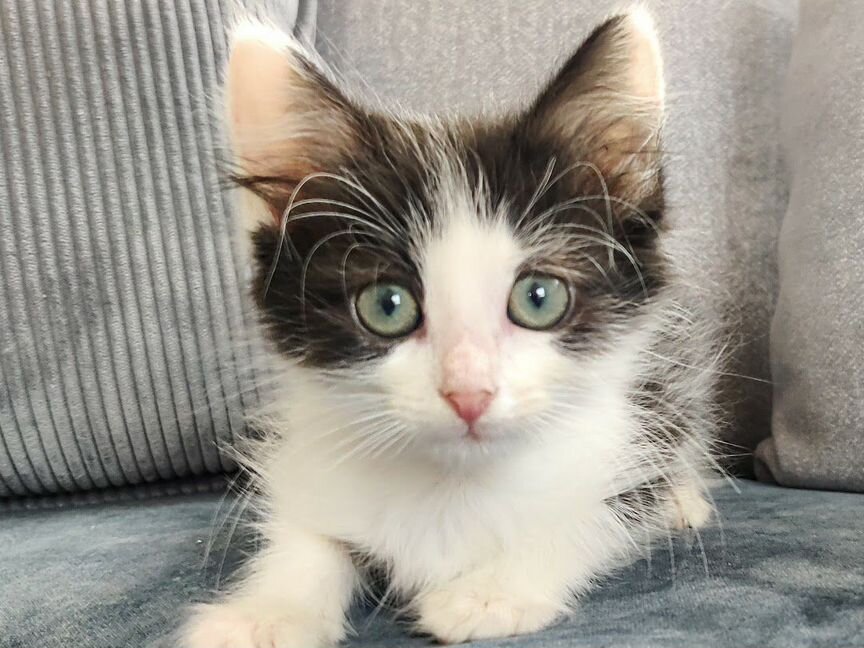 Котёнок девочка