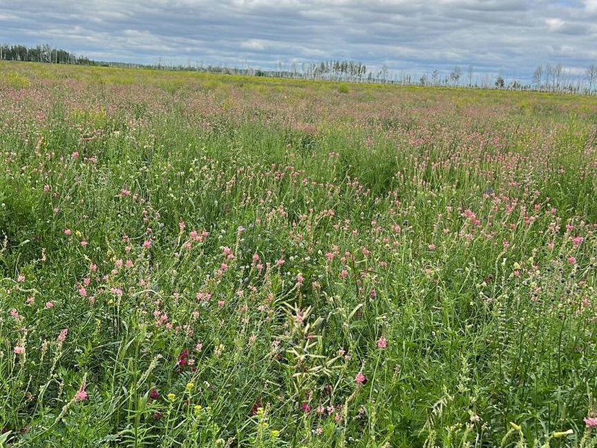 Сено люцерны и эспарцет в рулонах
