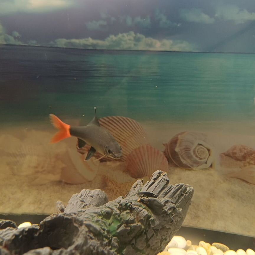 Аквариумные рыбки