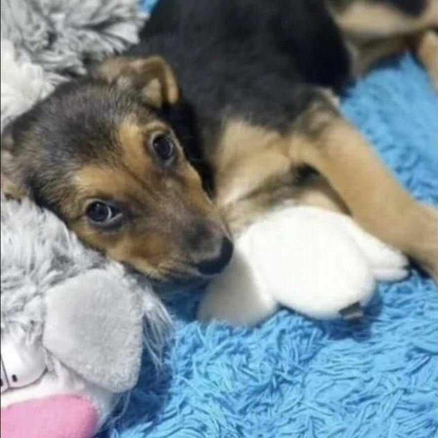 Красавица Муза