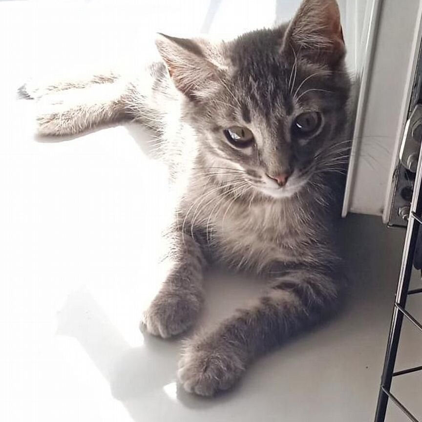 Котенок мальчик
