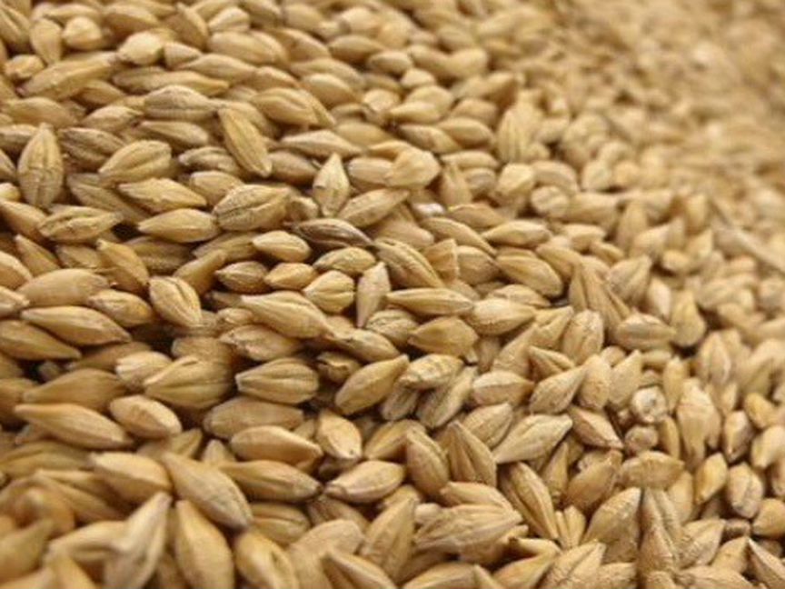 Зерно пшеница ячмень рожь