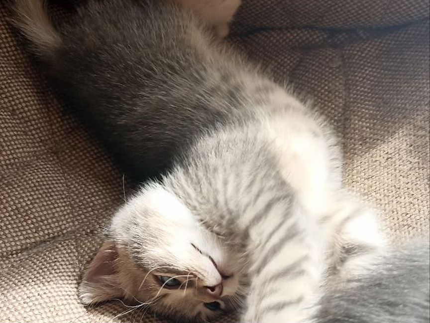 Кошка в дар бесплатно