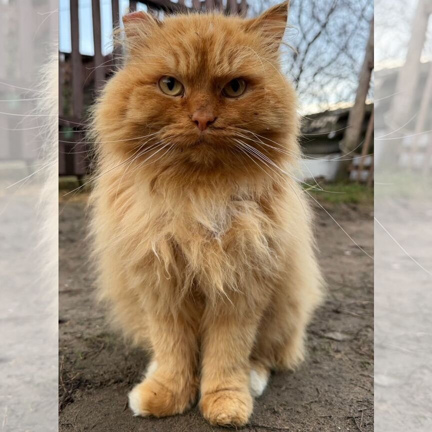 Взрослый кот в добрые руки