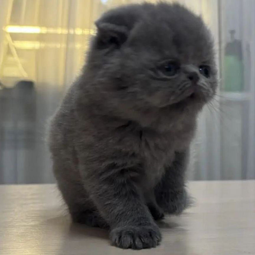 Экзотический короткошёрстный котёнок