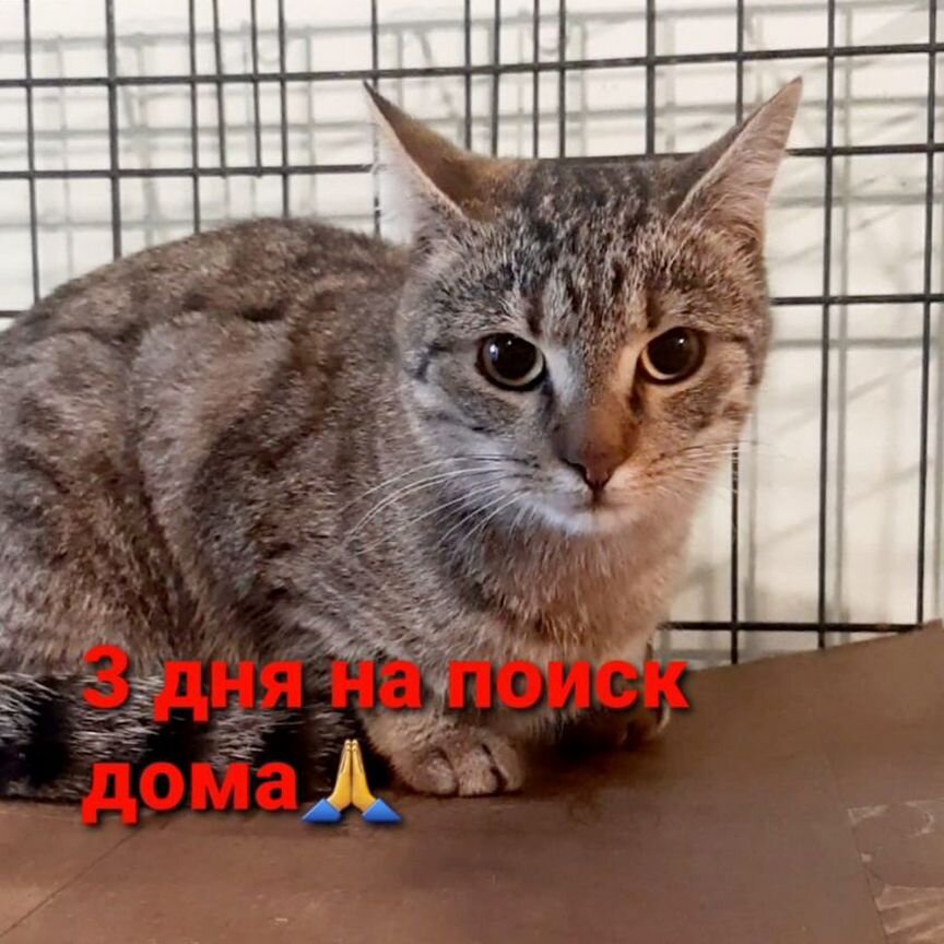 Ласковая кисуня в добрые руки