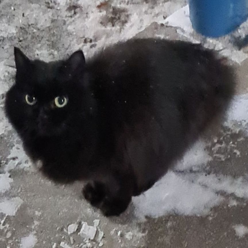 Взрослая кошка в добрые руки