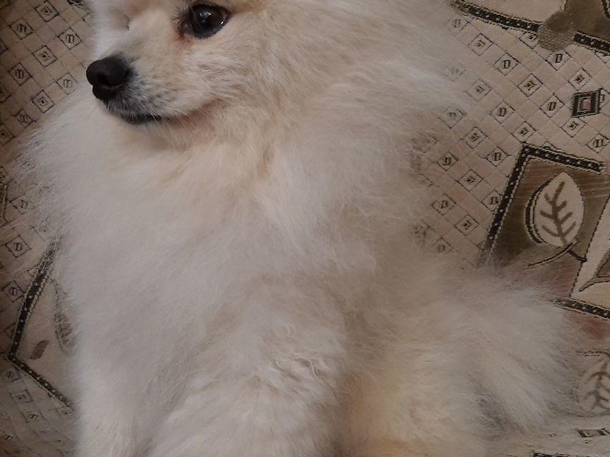 Померанский шпиц вязка кобель