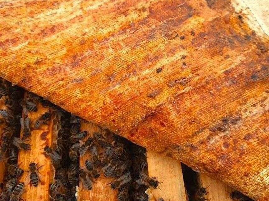 Холстик с прополисом