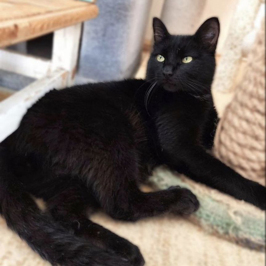 Котик ищет себе дом