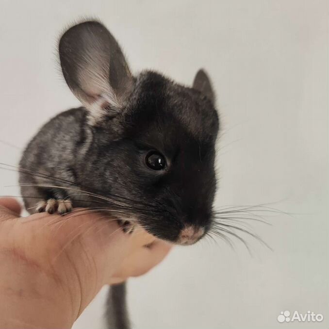 Шиншилла девочка черный бархат 3мес