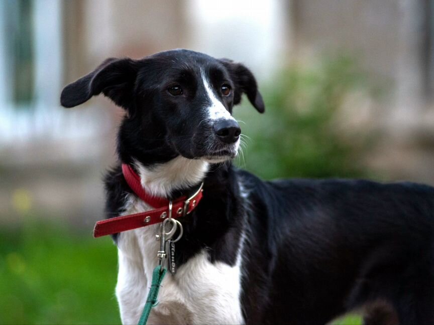 Собака из приюта: Панди ищет дом