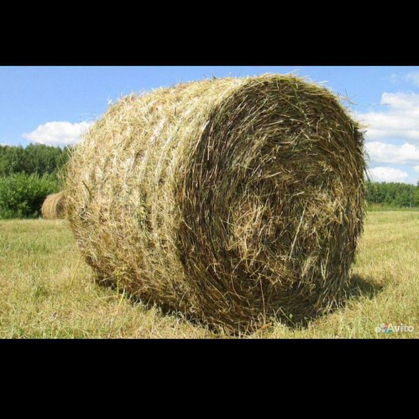 Продам сено в рулонах