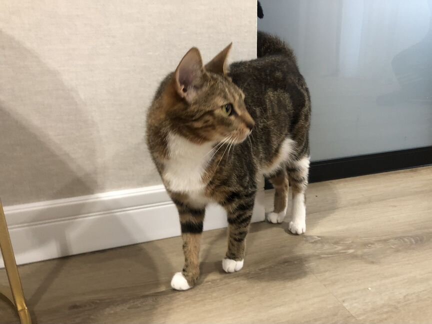 Кошка смесь пород