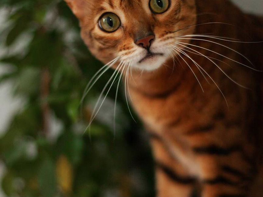 Ищу ласкового хозяина