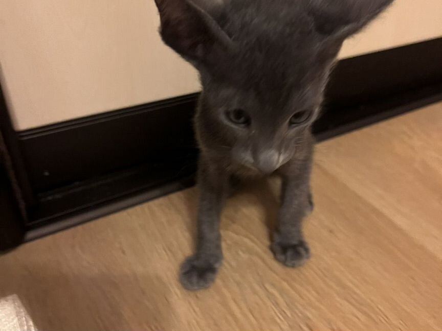 Котенок ориентальный