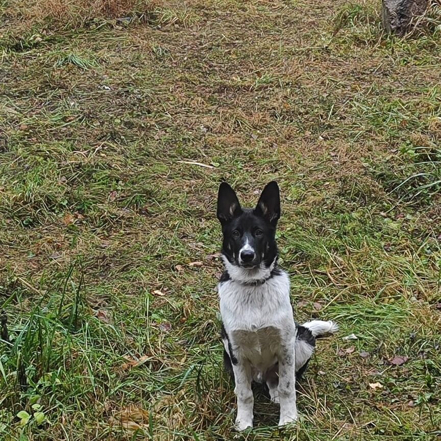 Собака в добрые руки