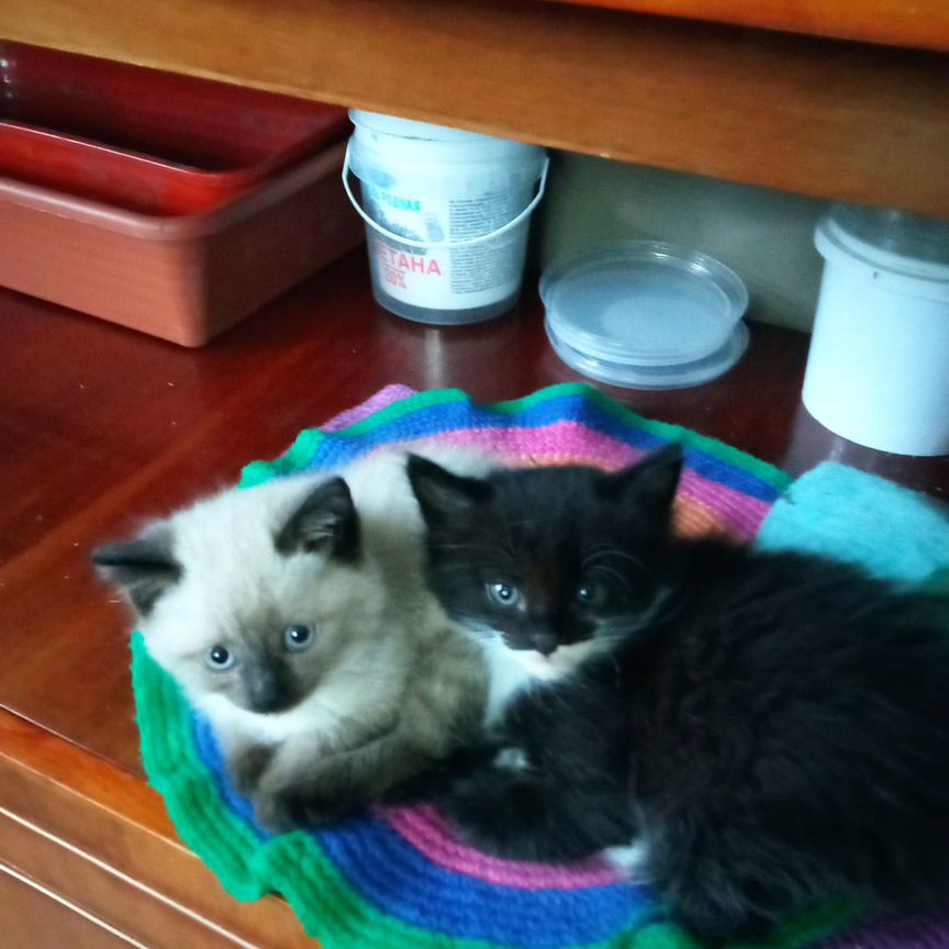 Отдам котенка в добрые руки