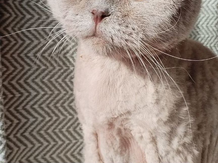 Красавица кошечка