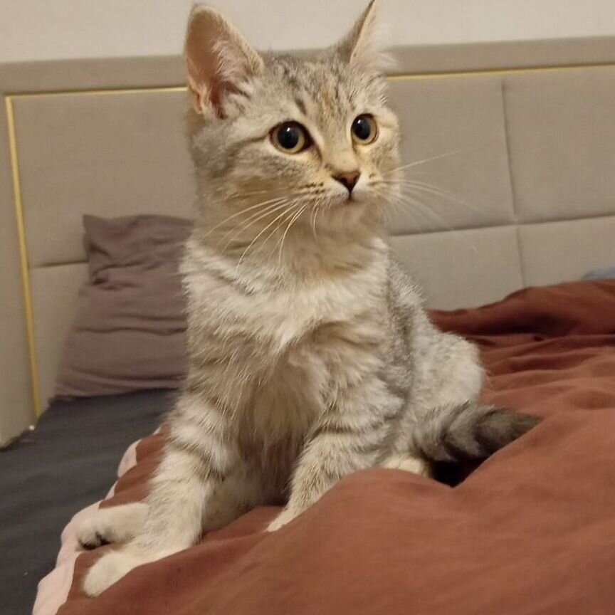 Трехцветный котенок девочка 3 месяца