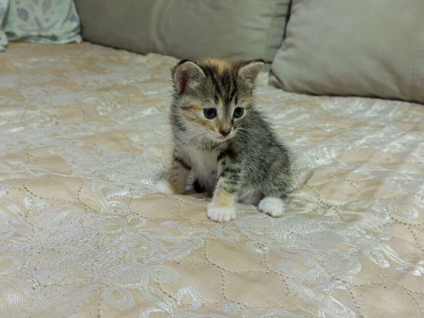 Кошки в добрые руки