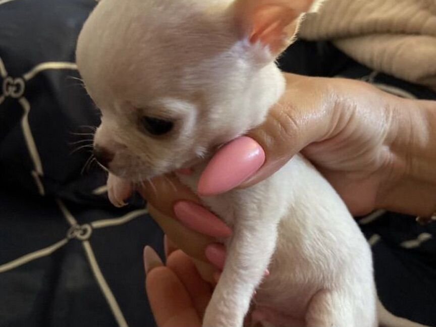 Микро мальчик чихуахуа