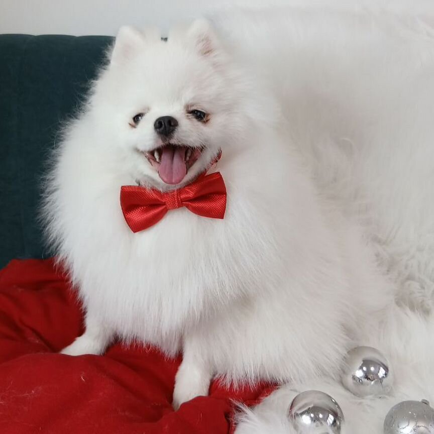 Померанский шпиц, щенок