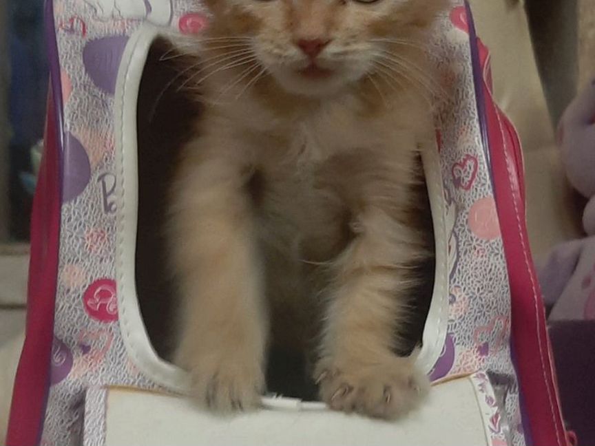 Мейн- Кун котята котики