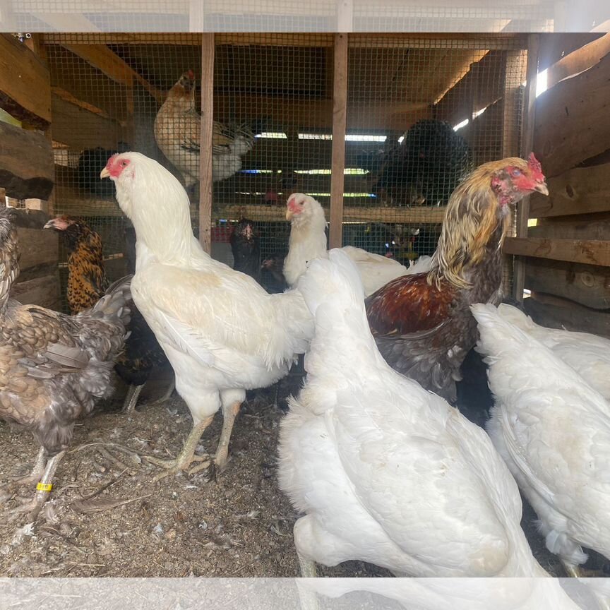 Гергебильские куры