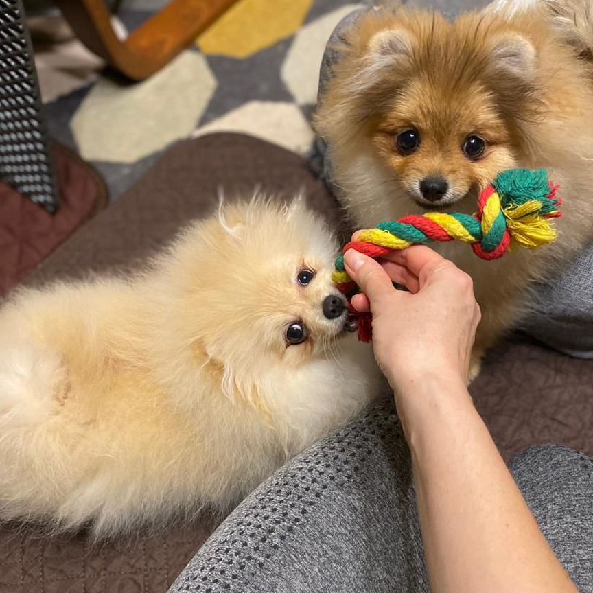 Померанский шпиц, щенок