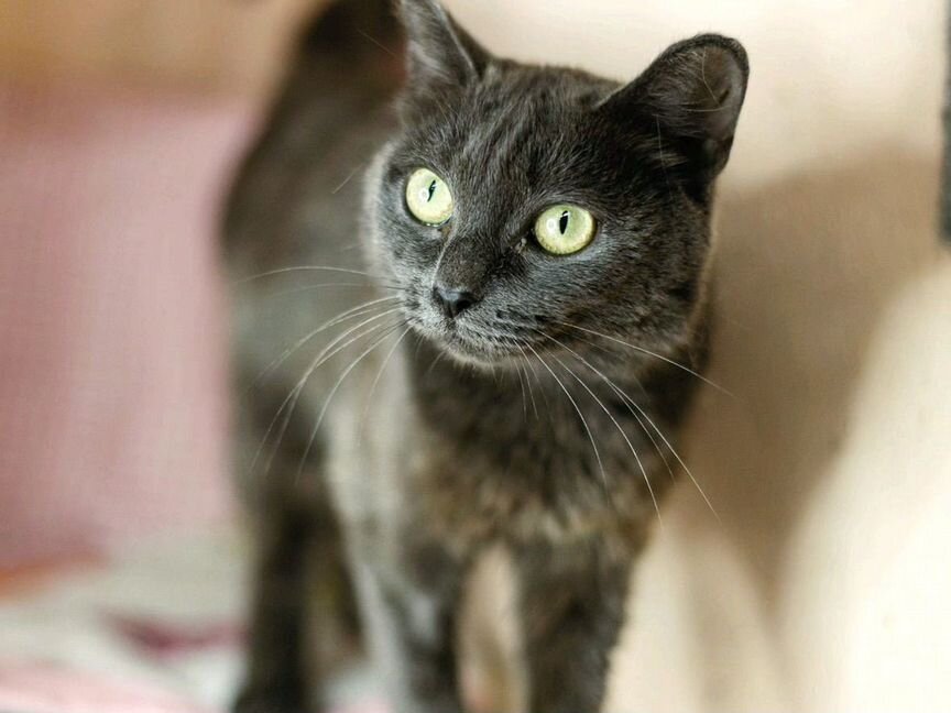 Кошка в добрые руки