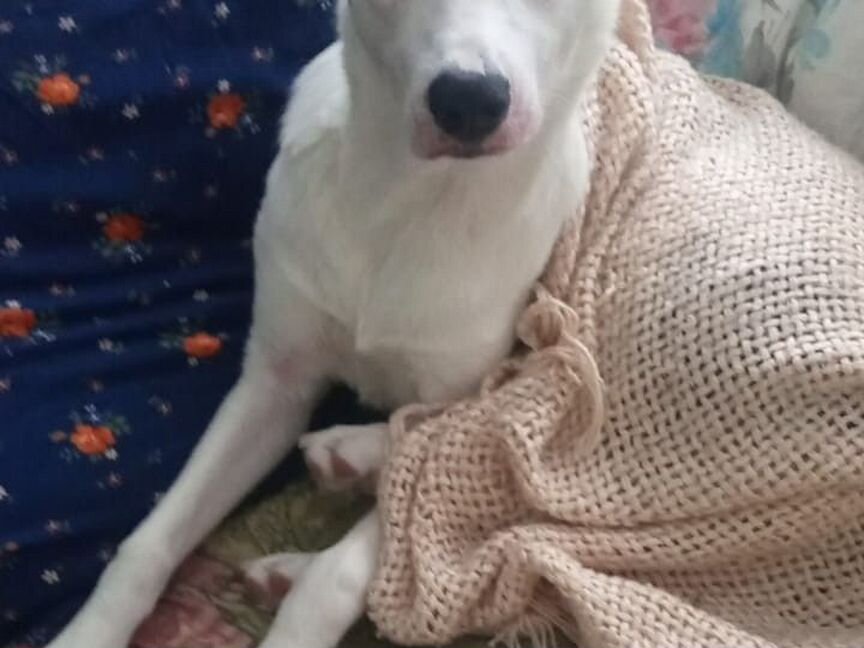 Собака Соня 8 месяцев с прививками стерилизов