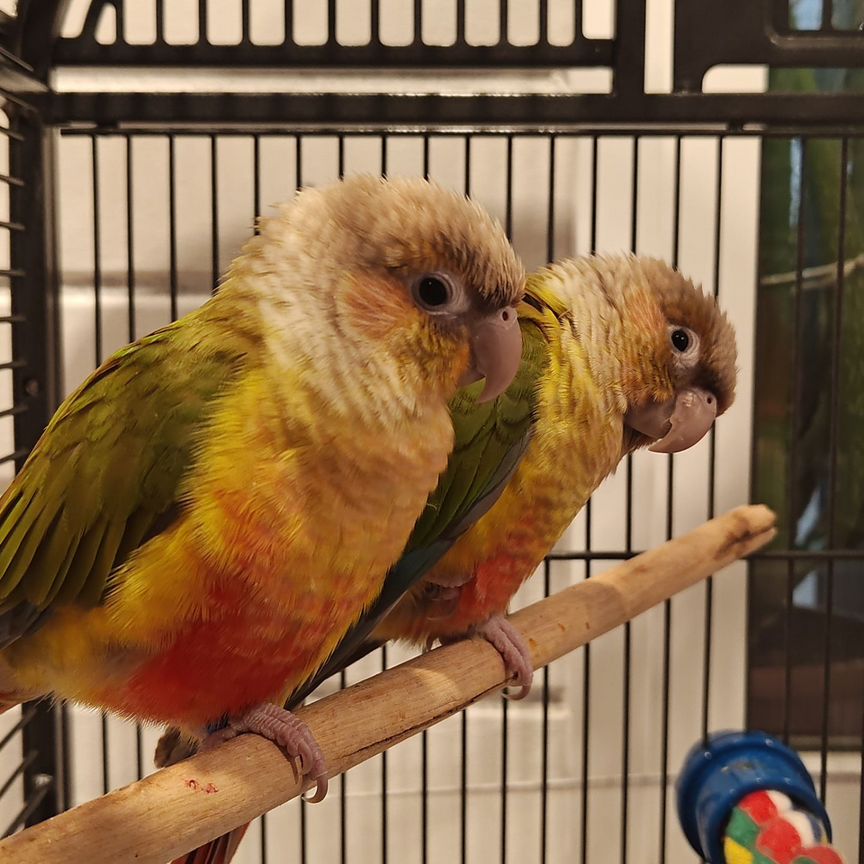 Попугай пирурра парой