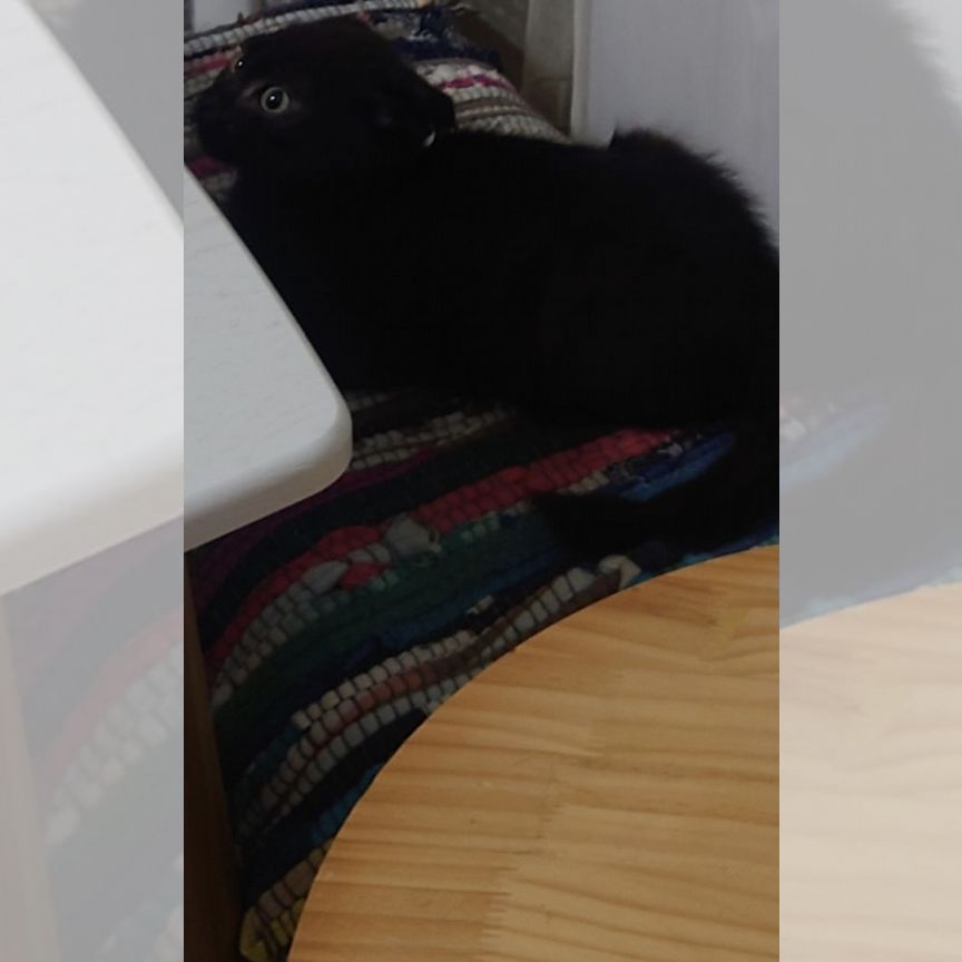 Шотландский вислоухий короткошёрстный котёнок