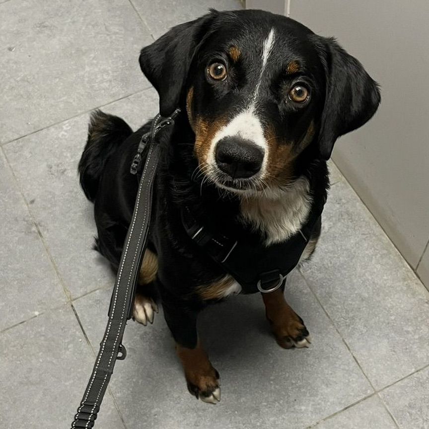 Аппенцеллер зенненхунд, взрослая собака