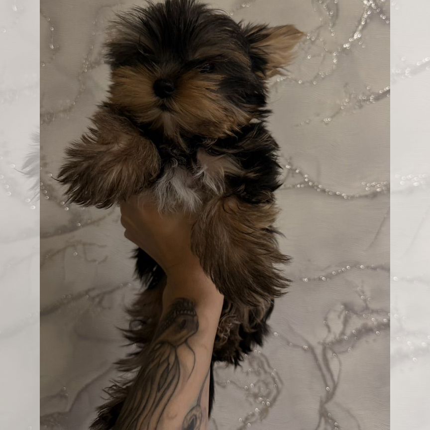 Йоркширский терьер, щенок