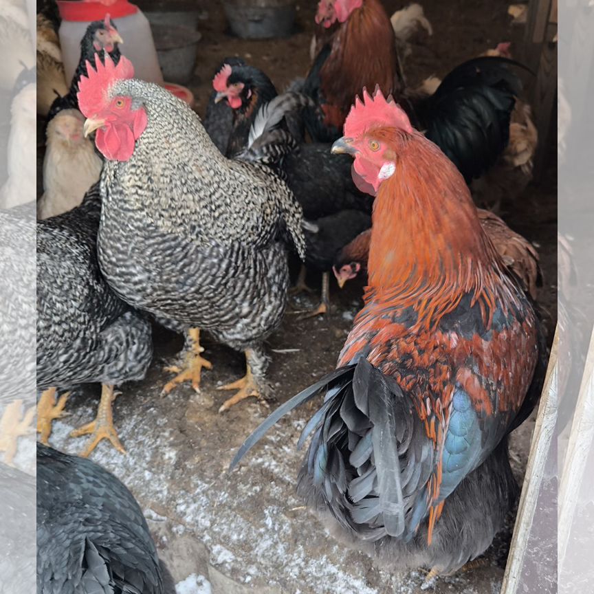 Петухи, разный окрас