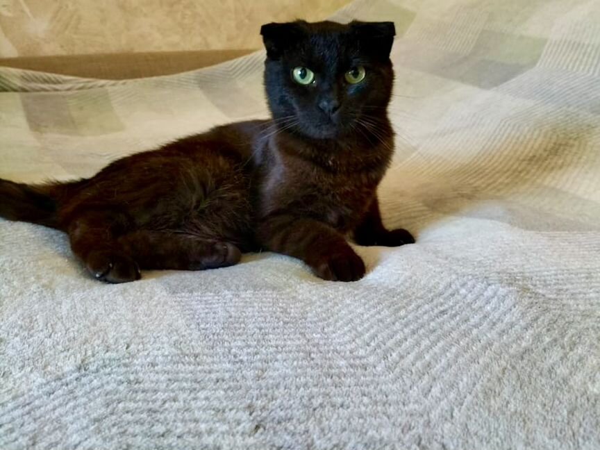 Вислоухая скромная кошка-подросток. Бесплатно