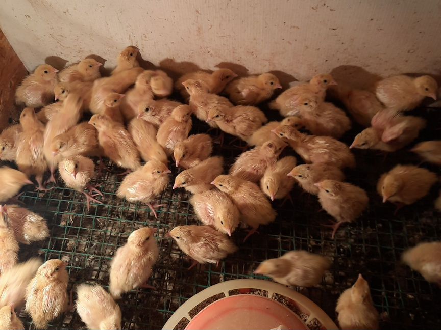 Перепелята