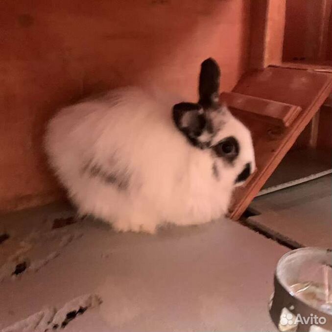 Декоративные кролики в добрые руки