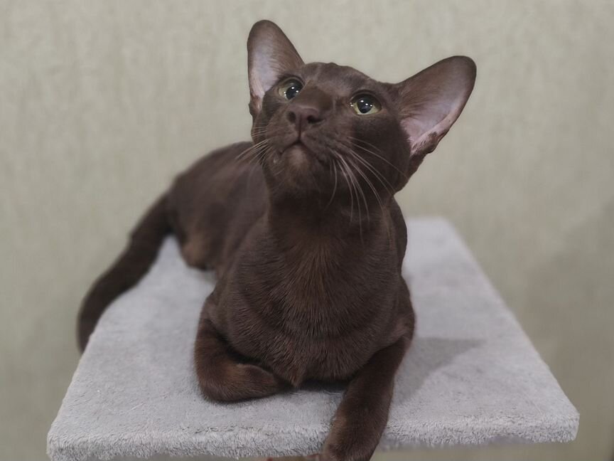 Ориентальная кошка