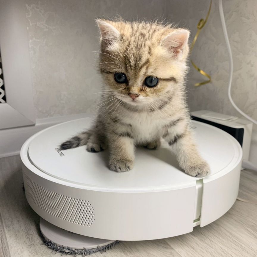 Золотая шиншилла