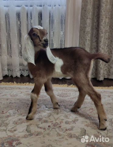 Англо нубийские козлята
