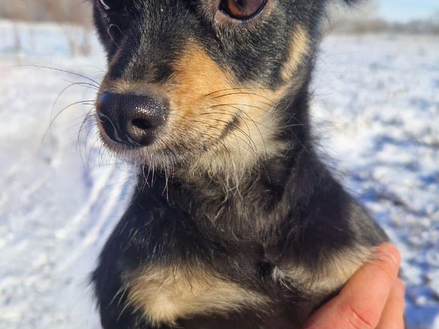 Маленькая собака в добрые руки