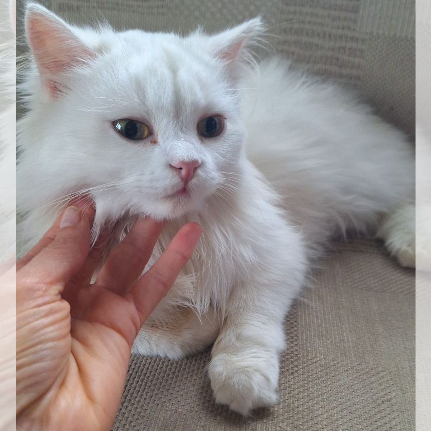 Найдена кошка