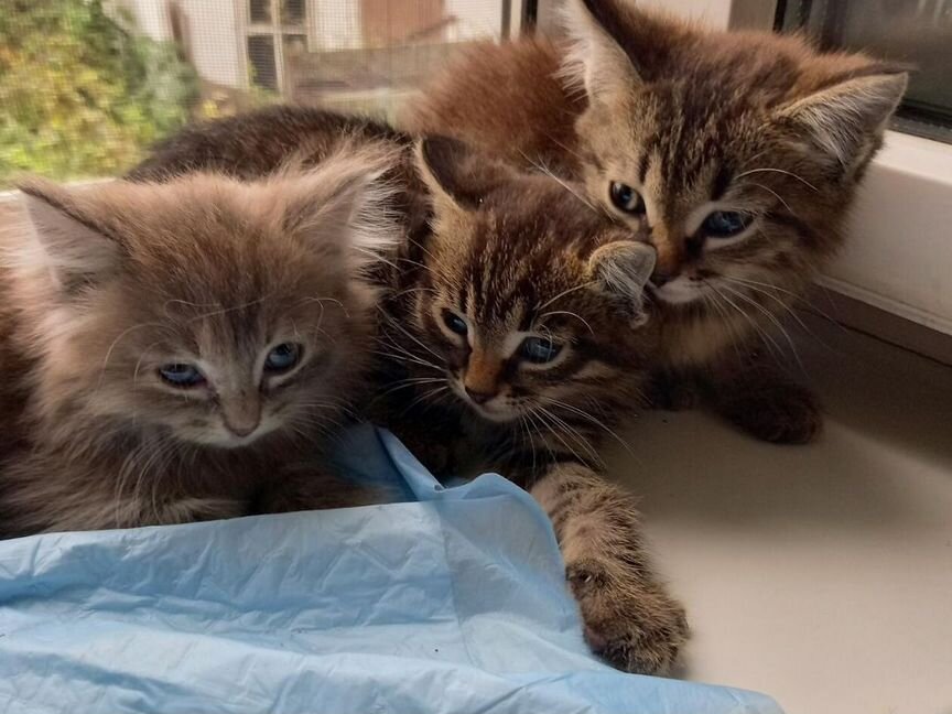Сибирская кошка бесплатно